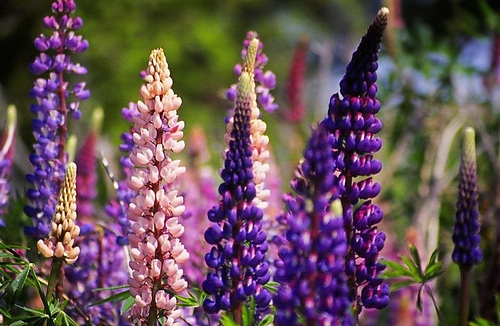 Ravelry: Spring Lupine Flowers pattern by Natalia Roshchina