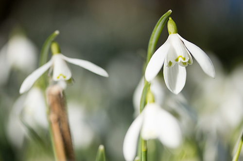 Ravelry: Funyin pattern by Kate Davies Designs