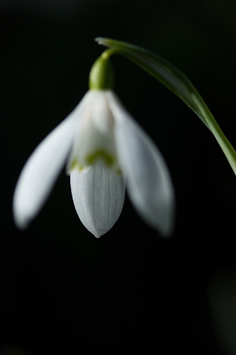 Ravelry: Funyin pattern by Kate Davies Designs